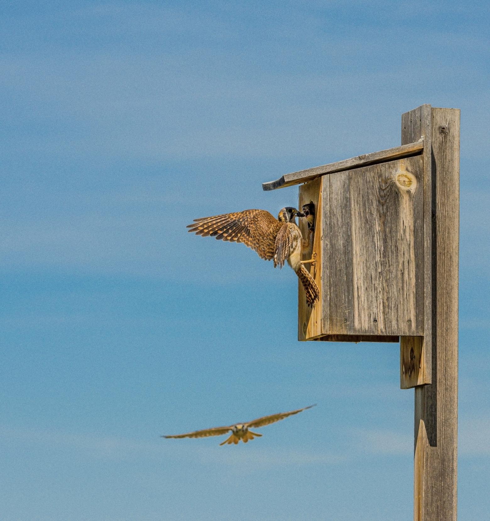 The American Kestrel Partnership- Advancing knowledge on Kestrel ...