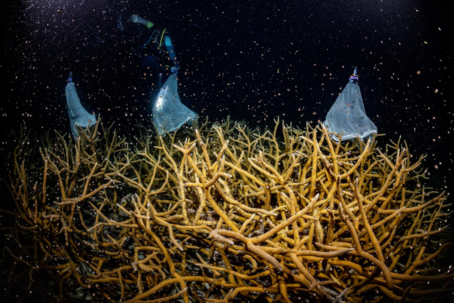 Larval propagation to assist the recovery and resilience of Bonaire ...