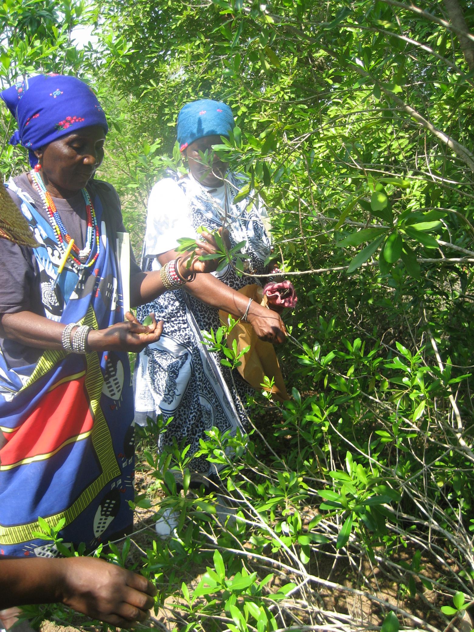 Working with Traditional Healers to save an Endangered Medicinal Tree ...