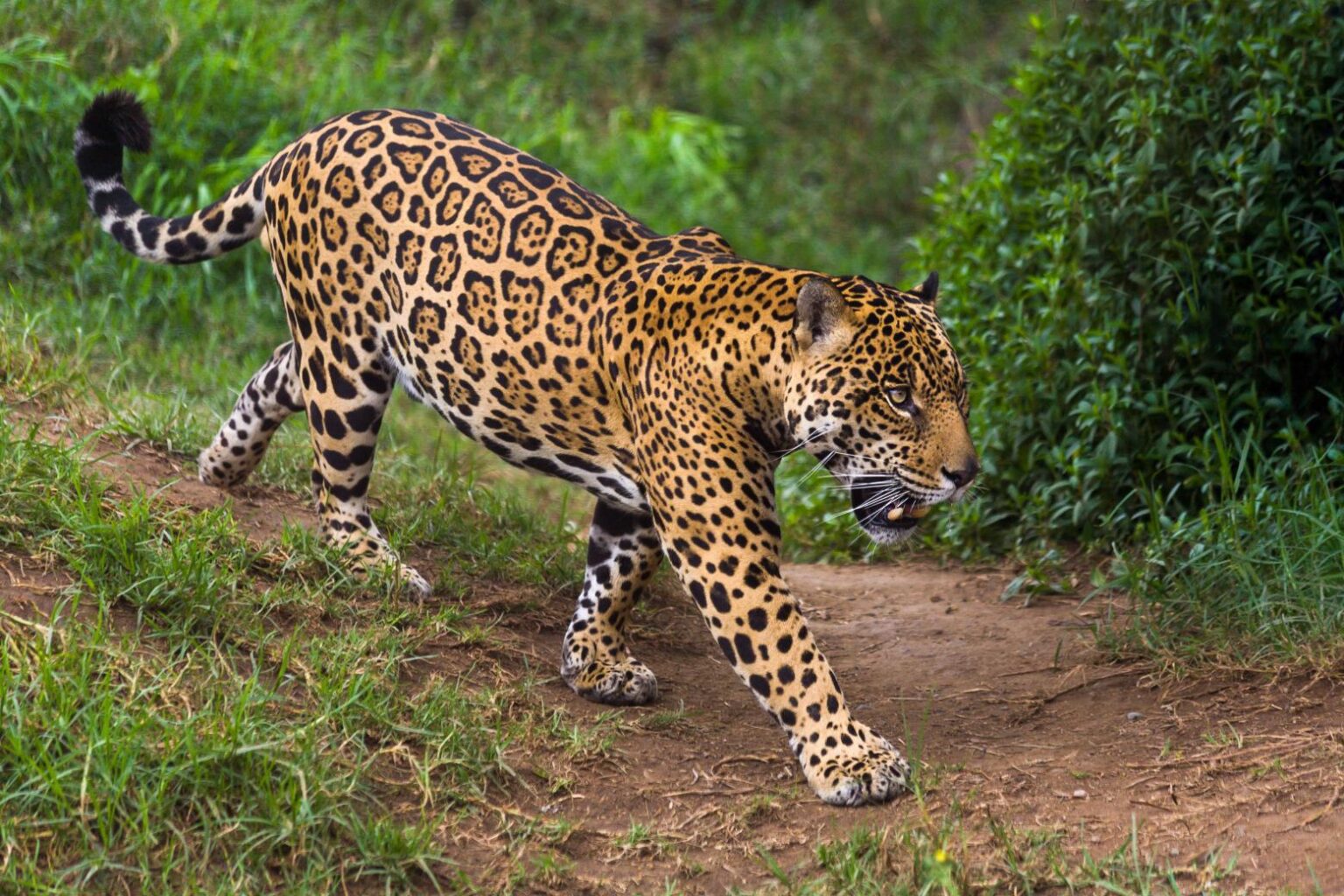 The Jaguar Corridor Initiative: A range-wide species conservation ...