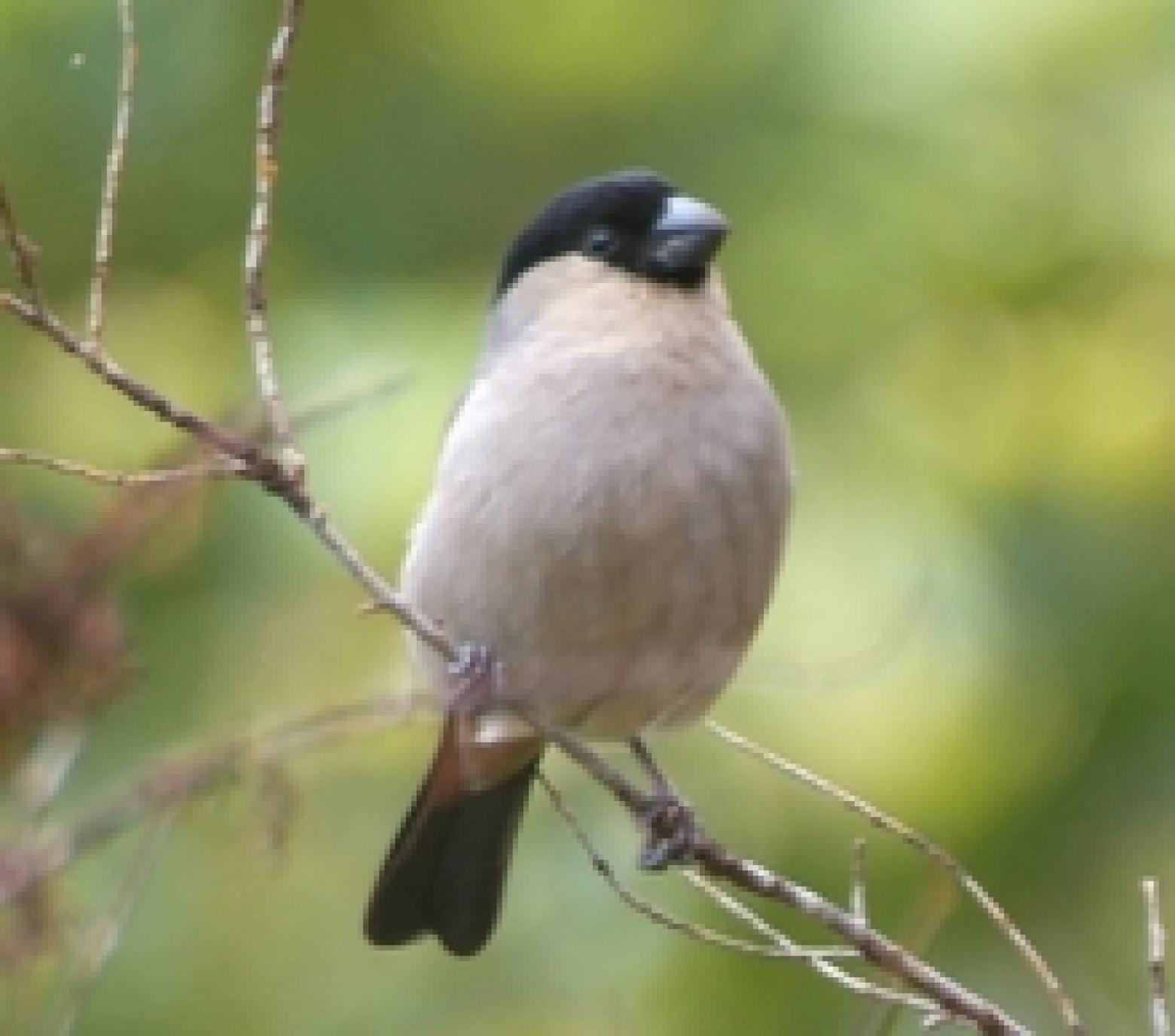 Lands of Priolo: Integrated management to save a bird, recover natural ...