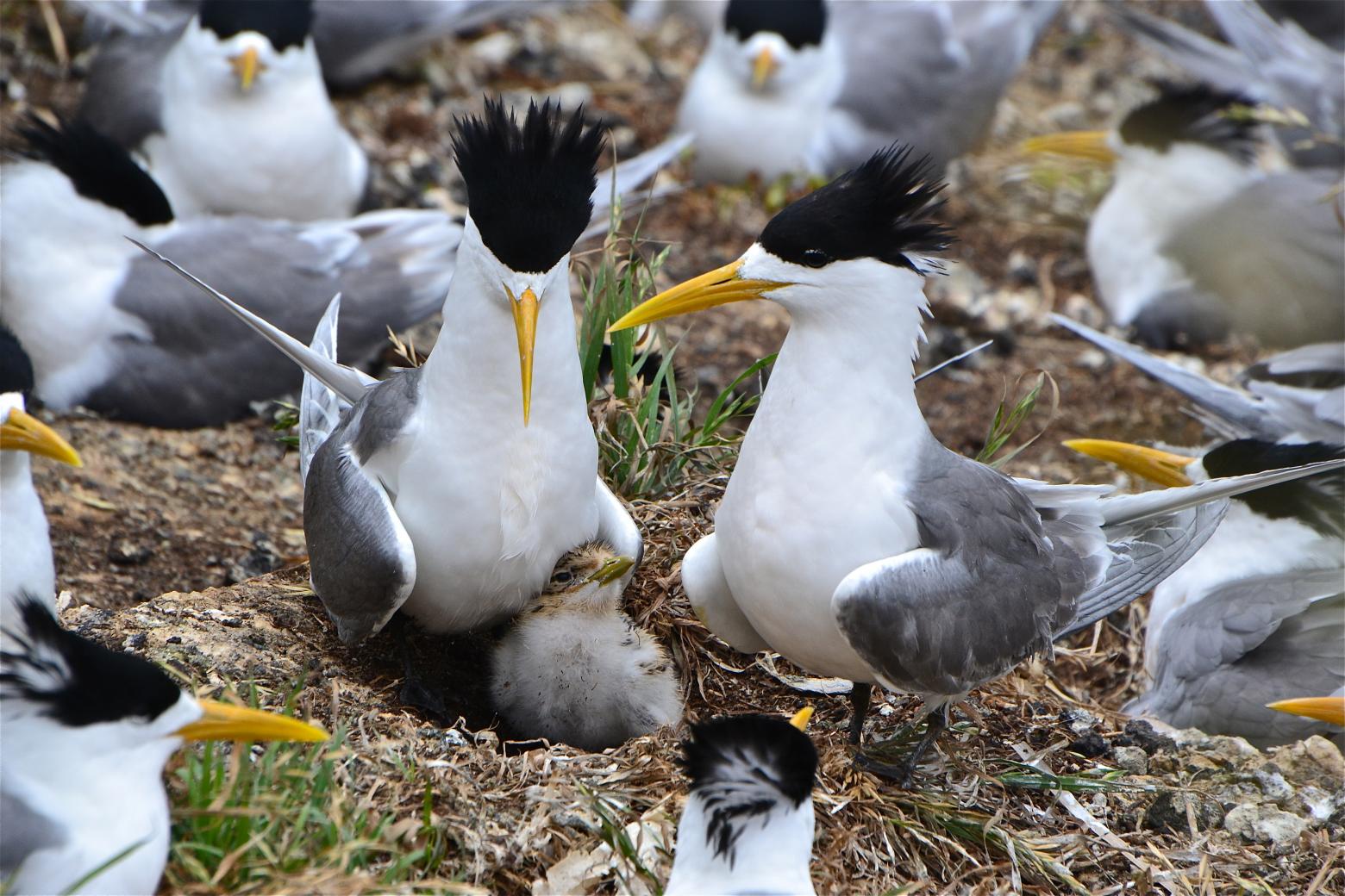 Seabird Habitat Restoration Program - Montague Island Nature Reserve ...