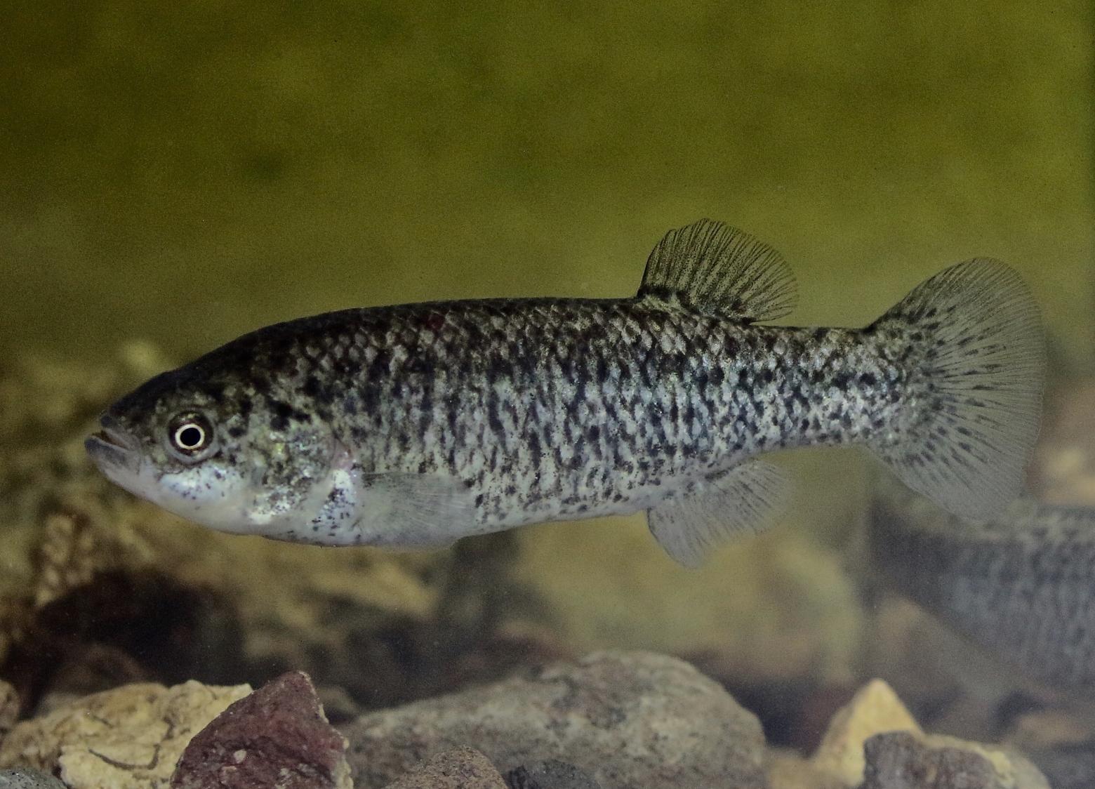 A fish out of water: Rewilding the Pahrump poolfish in Las Vegas ...