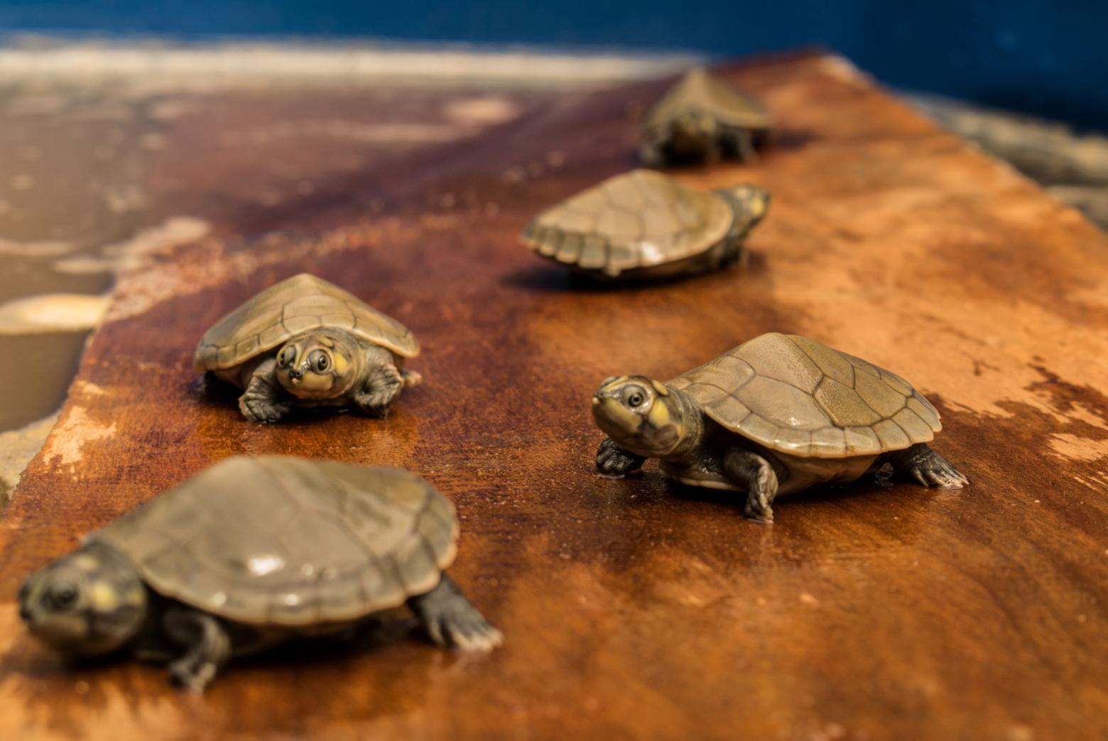 Manejo de Tortugas Charapa: Una oportunidad para la conservación de los ...