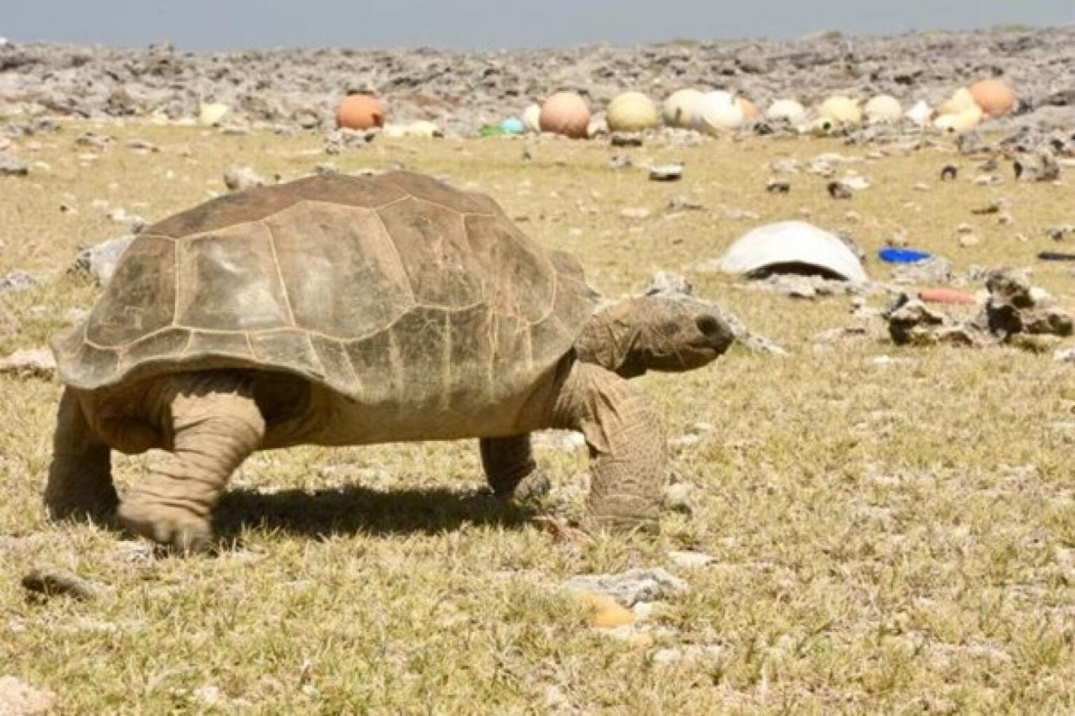 International Cooperation for the Aldabra Clean-up Project - GSAP ...