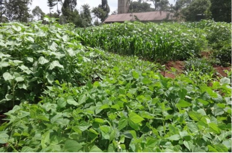 Using biointensive agriculture to improve nutrition, income and food ...