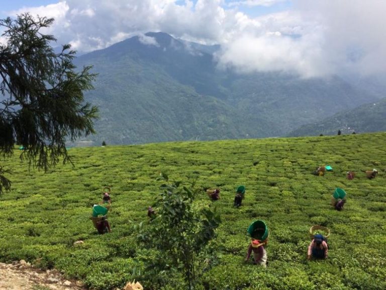 Sikkim’s State Policy on Organic Farming and Sikkim Organic Mission ...