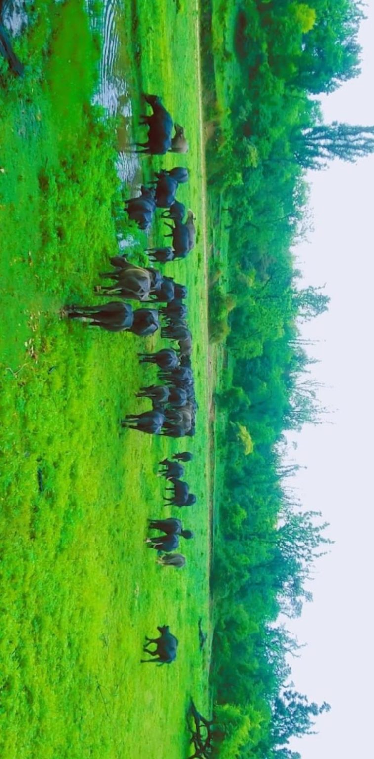 The Promise of a Sanghatan – How the Van Gujjars of Kunao Chaur is ...