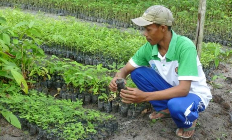 Large-scale Forest Landscape Restoration (FLR) with Native Tree Species ...