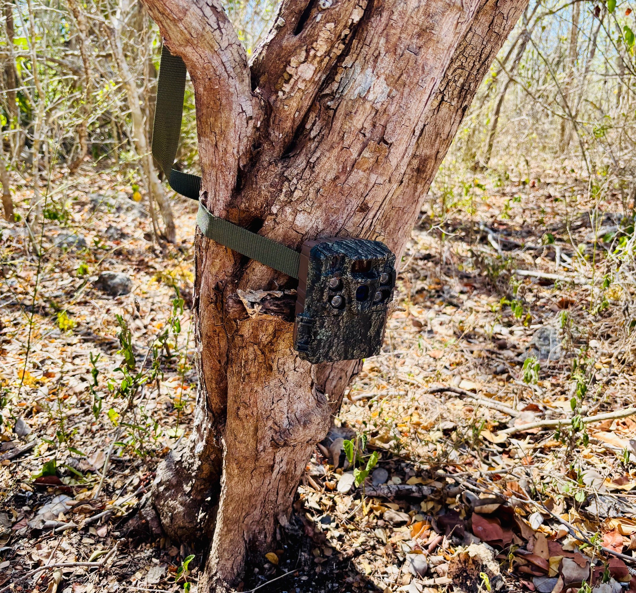 Camera Traps - GSAP SKILLS Online Knowledge Platform