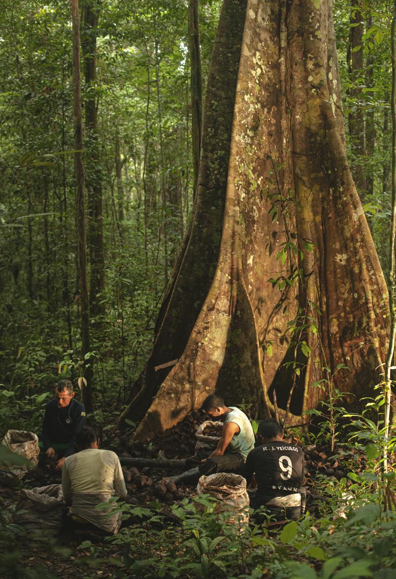 Management of Access and Benefit-Sharing (ABS) Resources in the Rio Iratapuru Sustainable ...