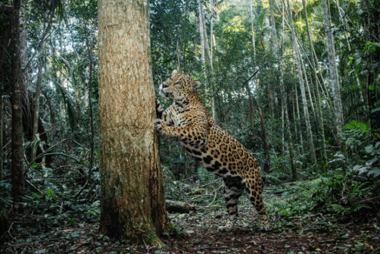 World-First Jaguar-Protection Insurance in Misiones, Argentina ...